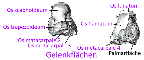 knochen: hand / finger | Yogabuch